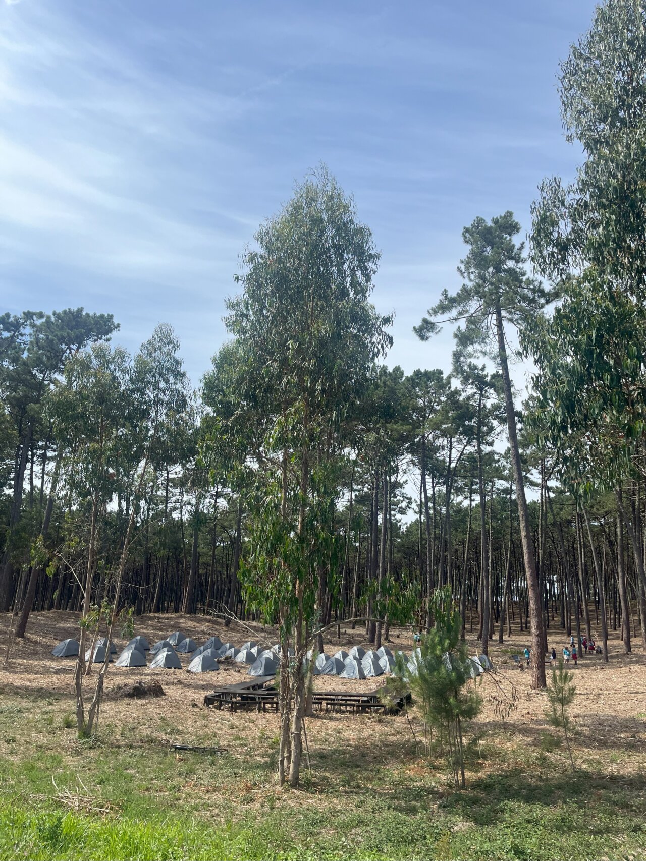 Main Camp | Scouts Australia
